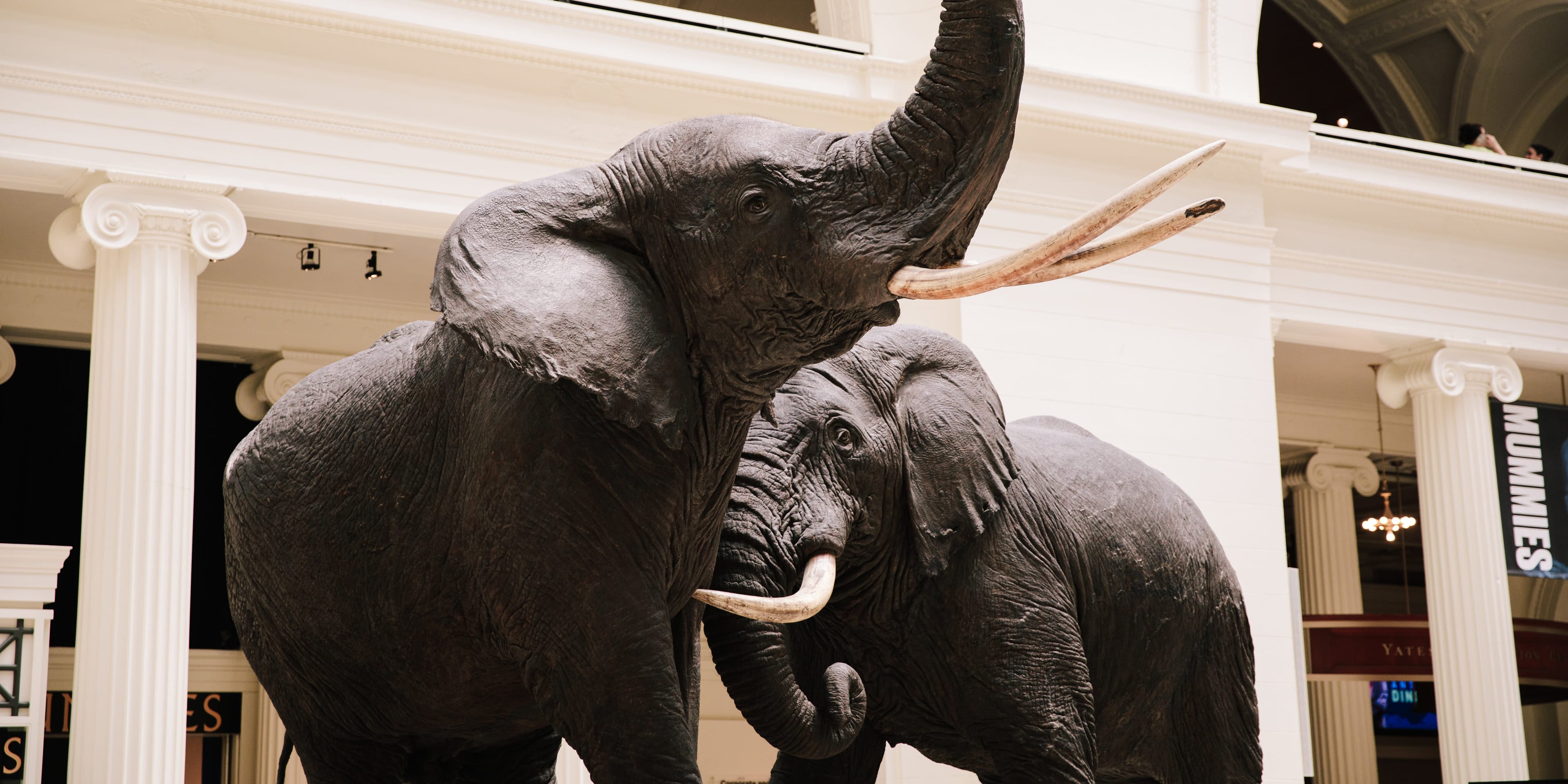 Guide to the Field Museum | GoCity®