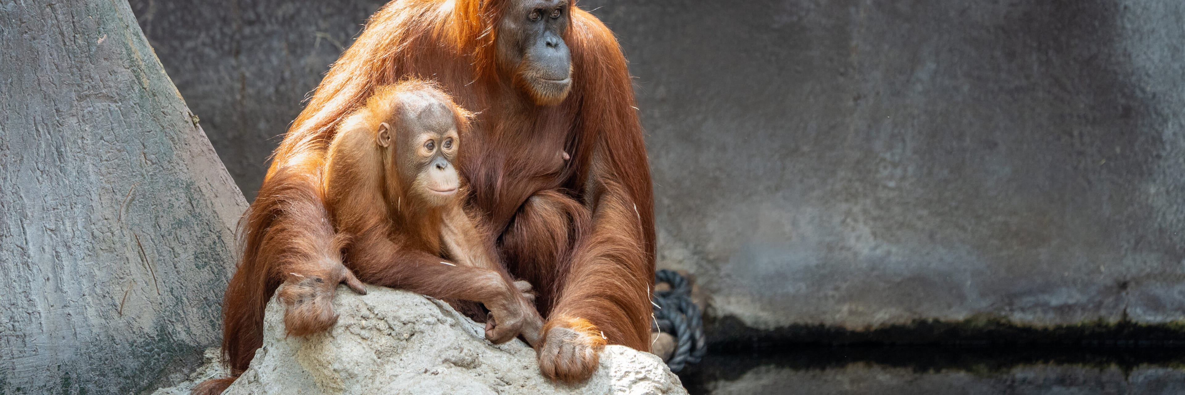 Prague Zoo | Go City®