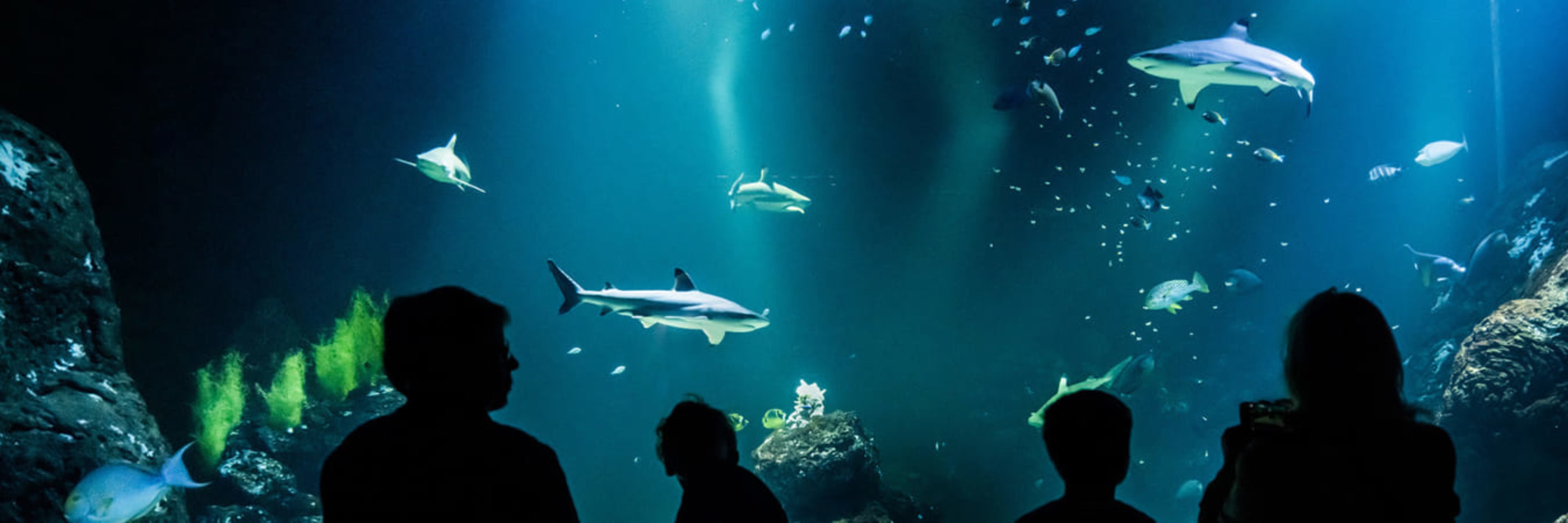 Universeum | Go City®