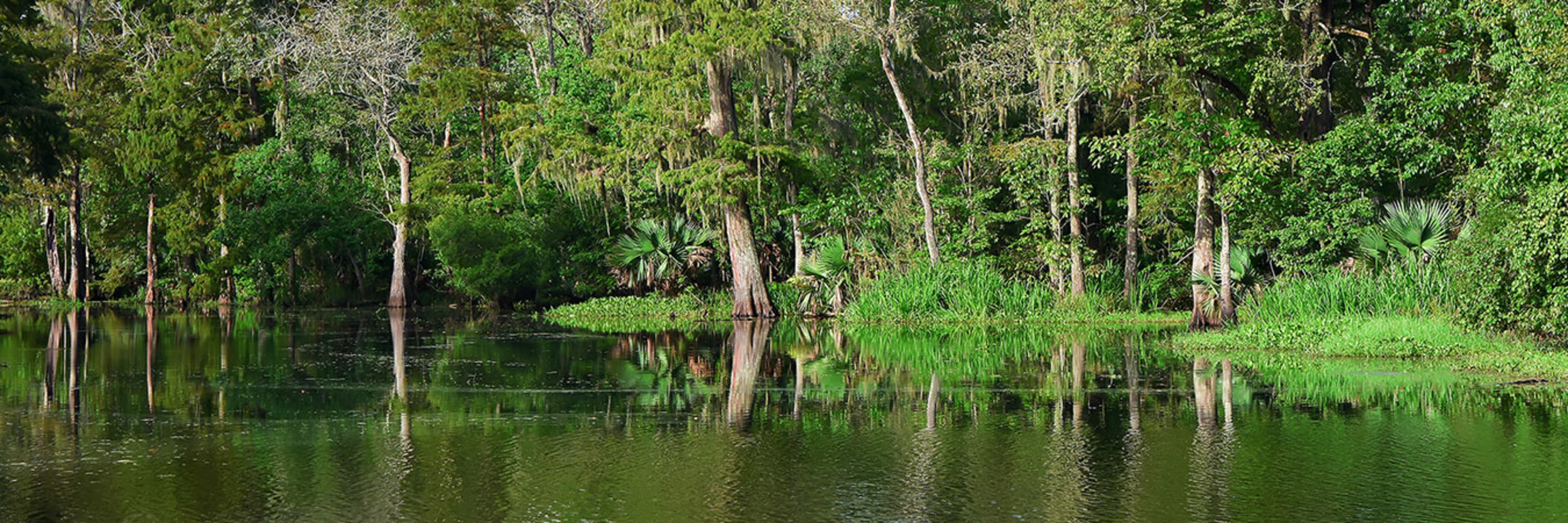 Ultimate Swamp Adventures | Go City®