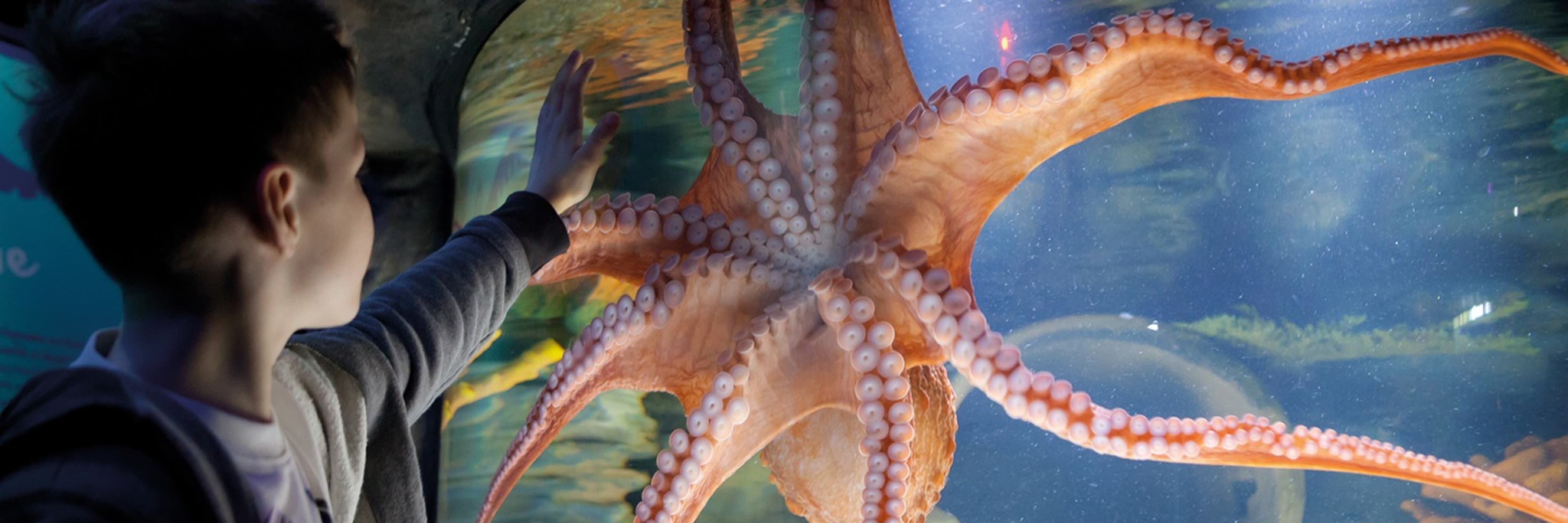 SEA LIFE Aquarium NJ Tickets - Free w/ New York Pass®