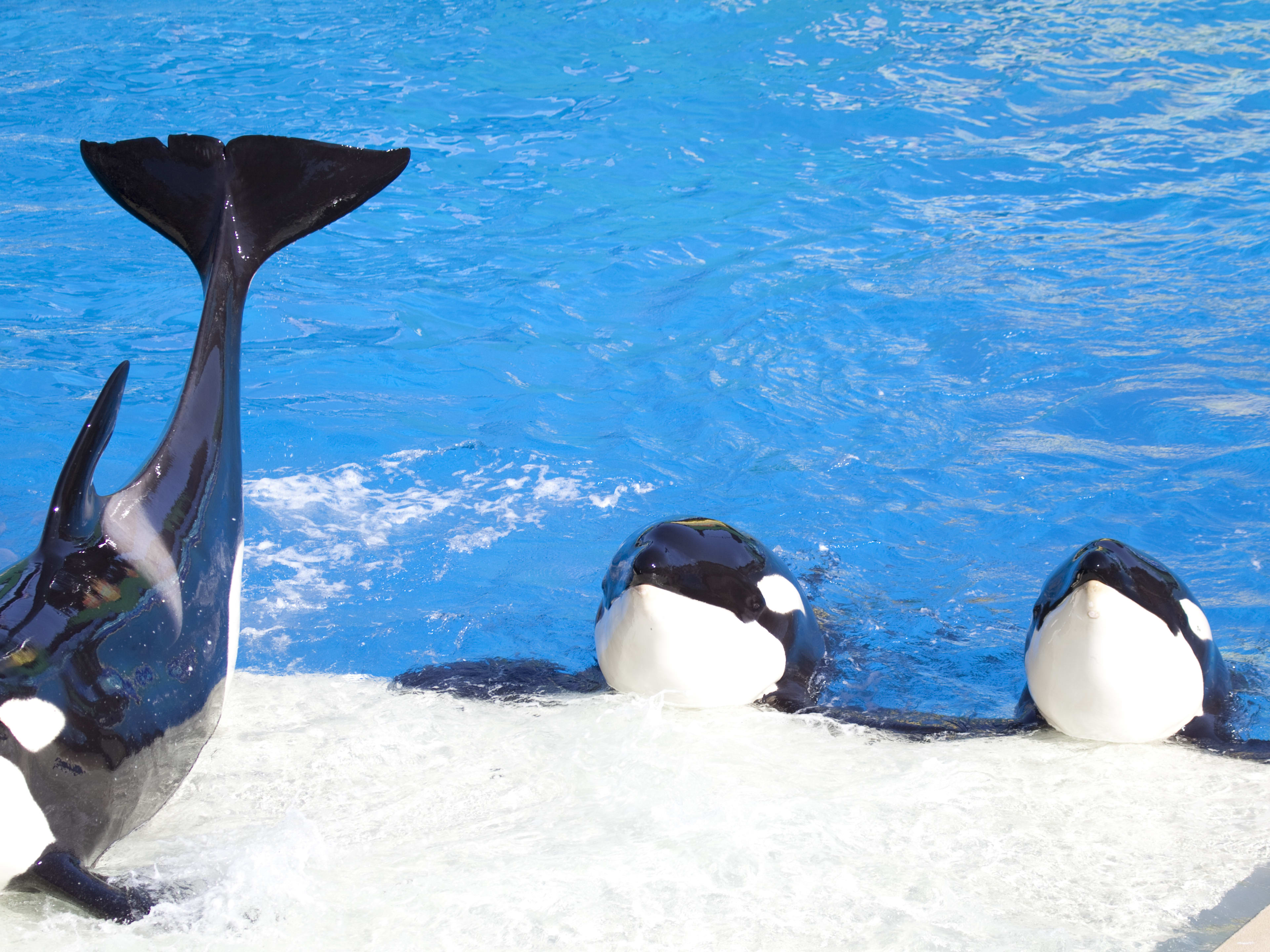 Le migliori cose da fare vicino a SeaWorld San Diego