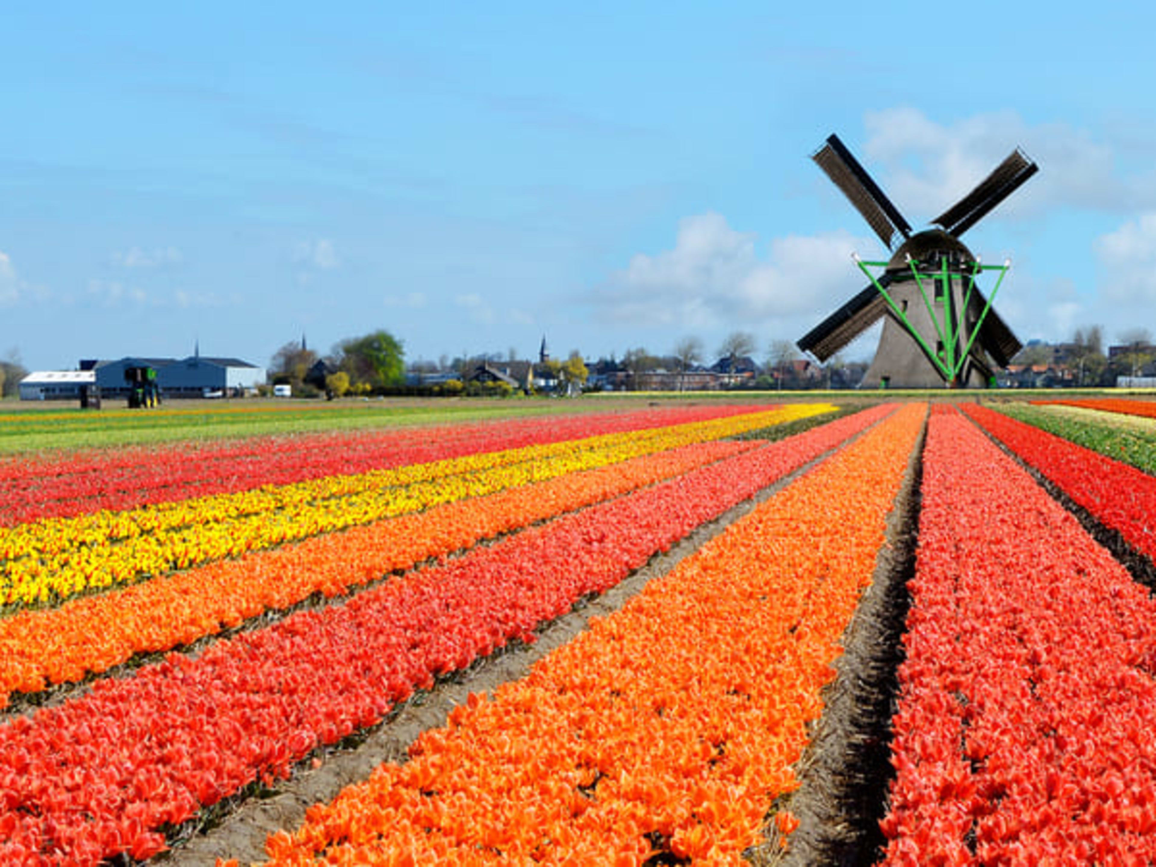 Guía de Keukenhof: la atracción más popular de Ámsterdam en primavera ...