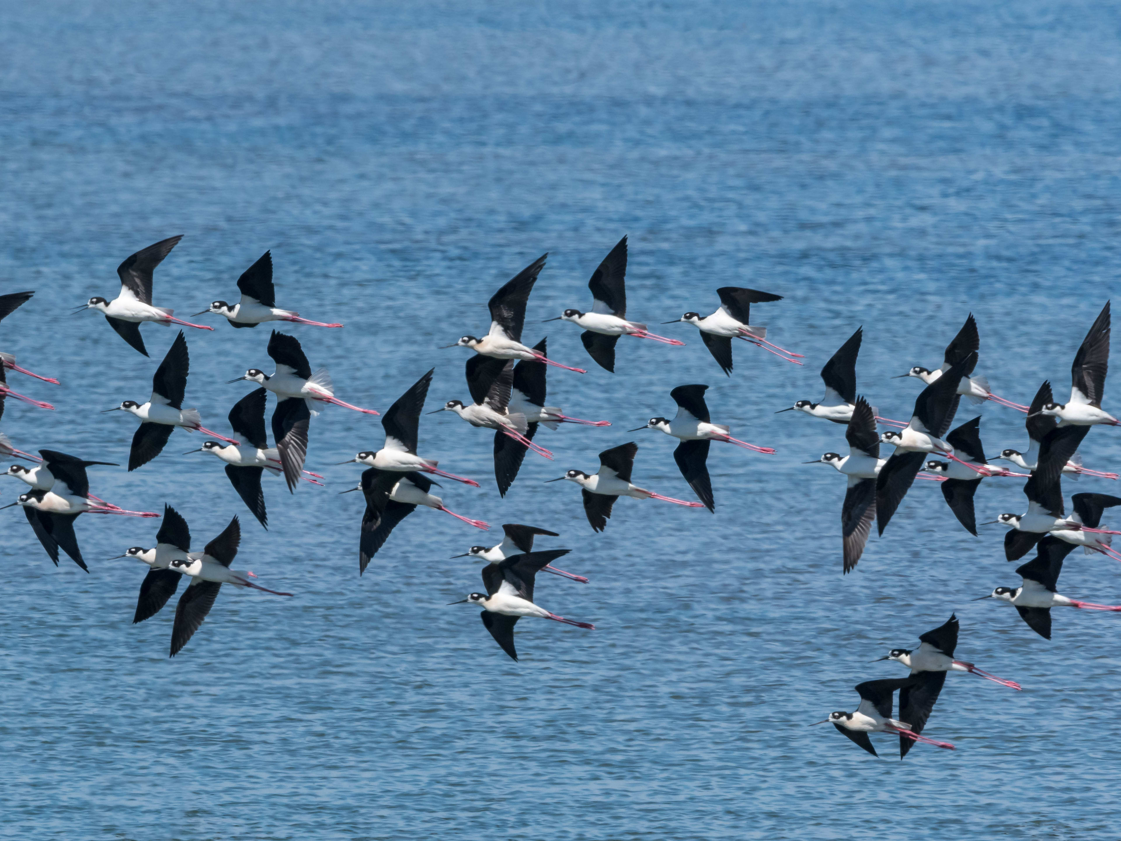 Esperienze con la fauna selvatica a San Diego | Go City®