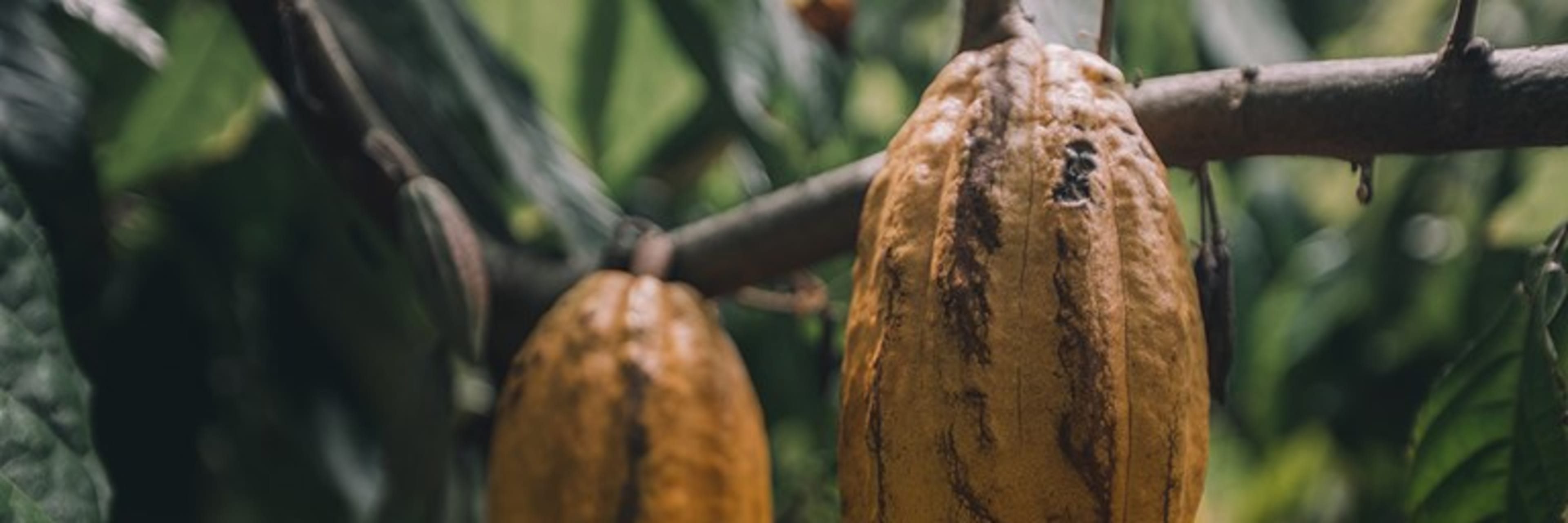 Kualoa Grown: Fruit & Farm Tour | Go City®