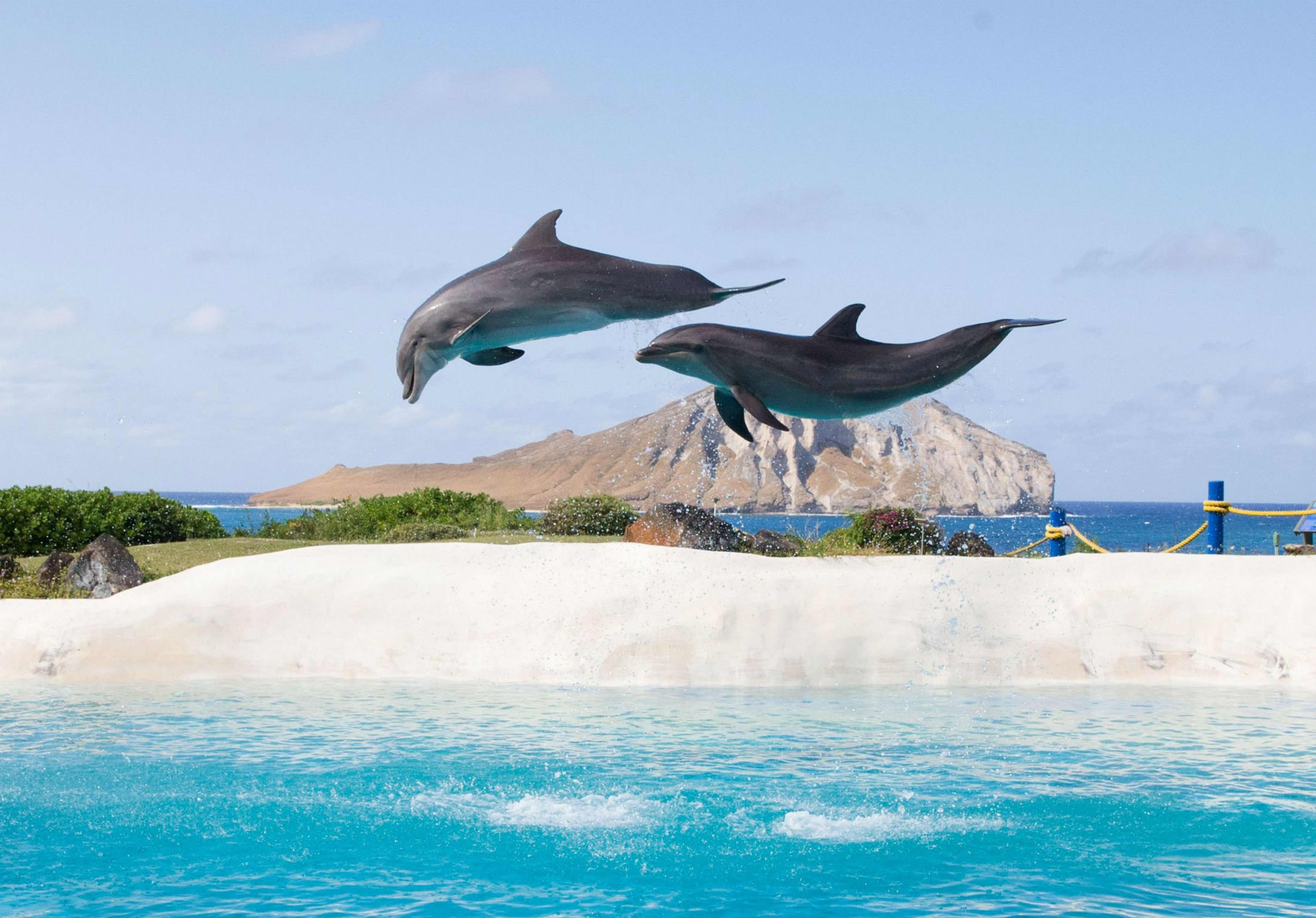 Sea Life Park Hawaii | Go City®