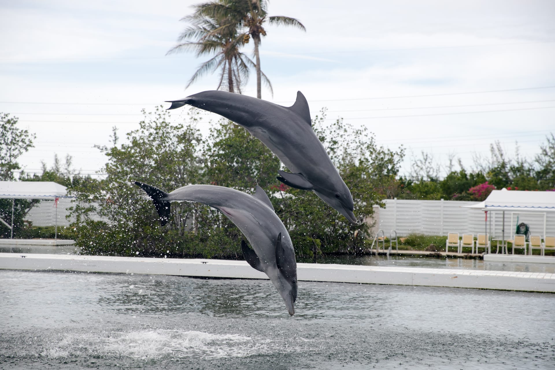 Miami Seaquarium Discount Tickets - Save Up to 55% Off