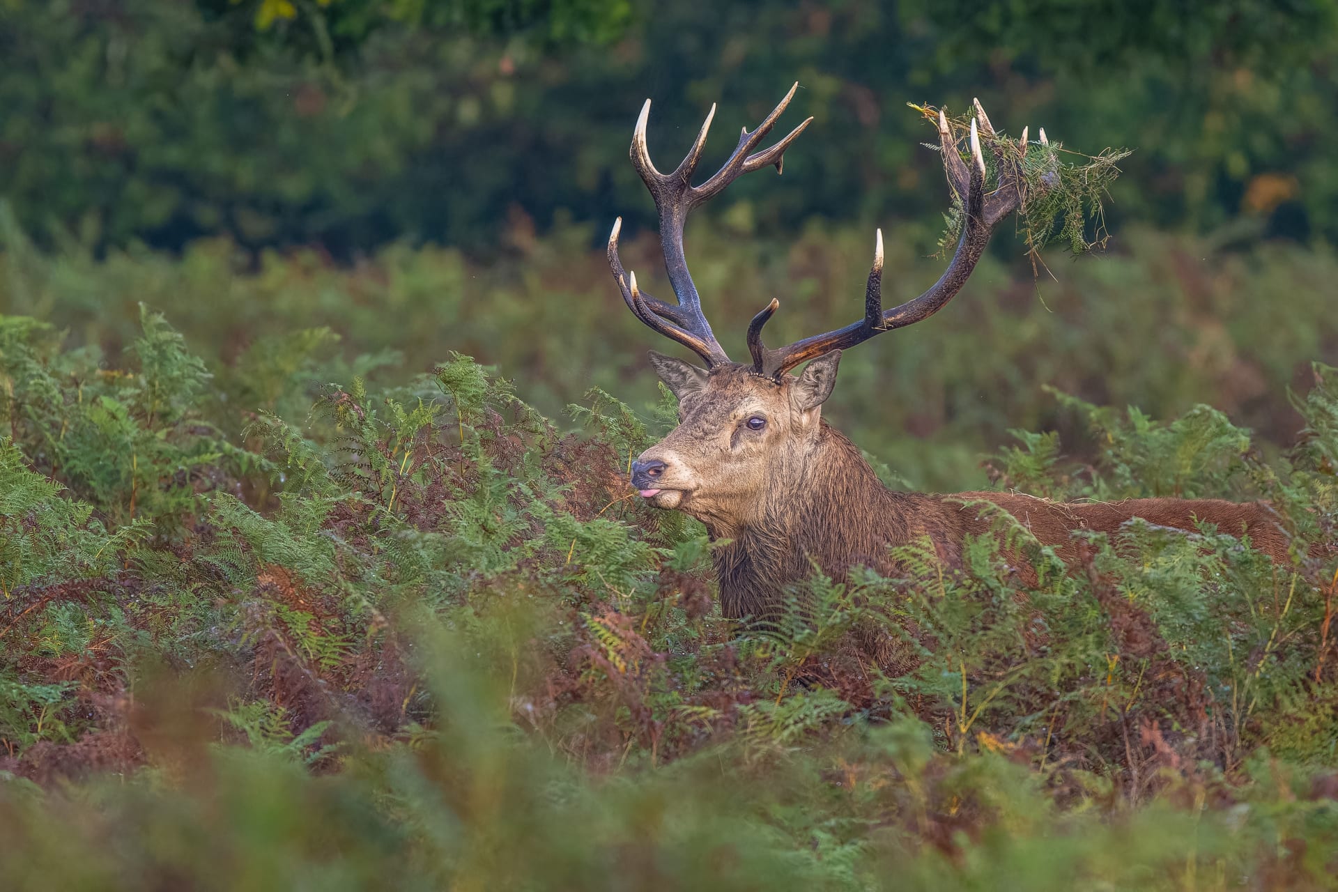London Deer Parks: Our Favourites | The London Pass®