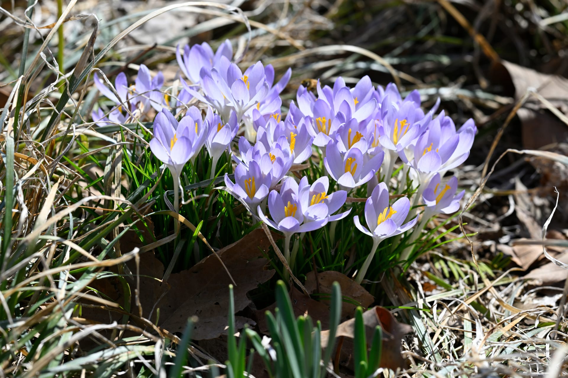 Qué hacer gratis cerca del Yankee Stadium | Go City®