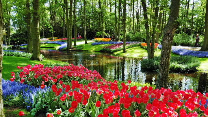 Keukenhof Guide: Amsterdam's Main Spring Attraction | Go City®