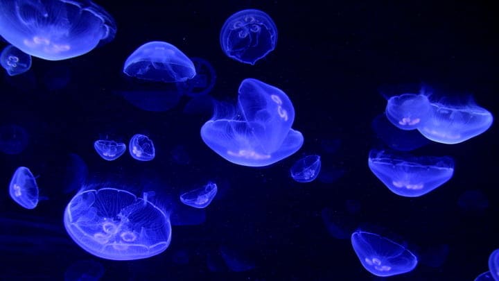 Ultimate Guide to SEA LIFE Centre London Aquarium | Go City®