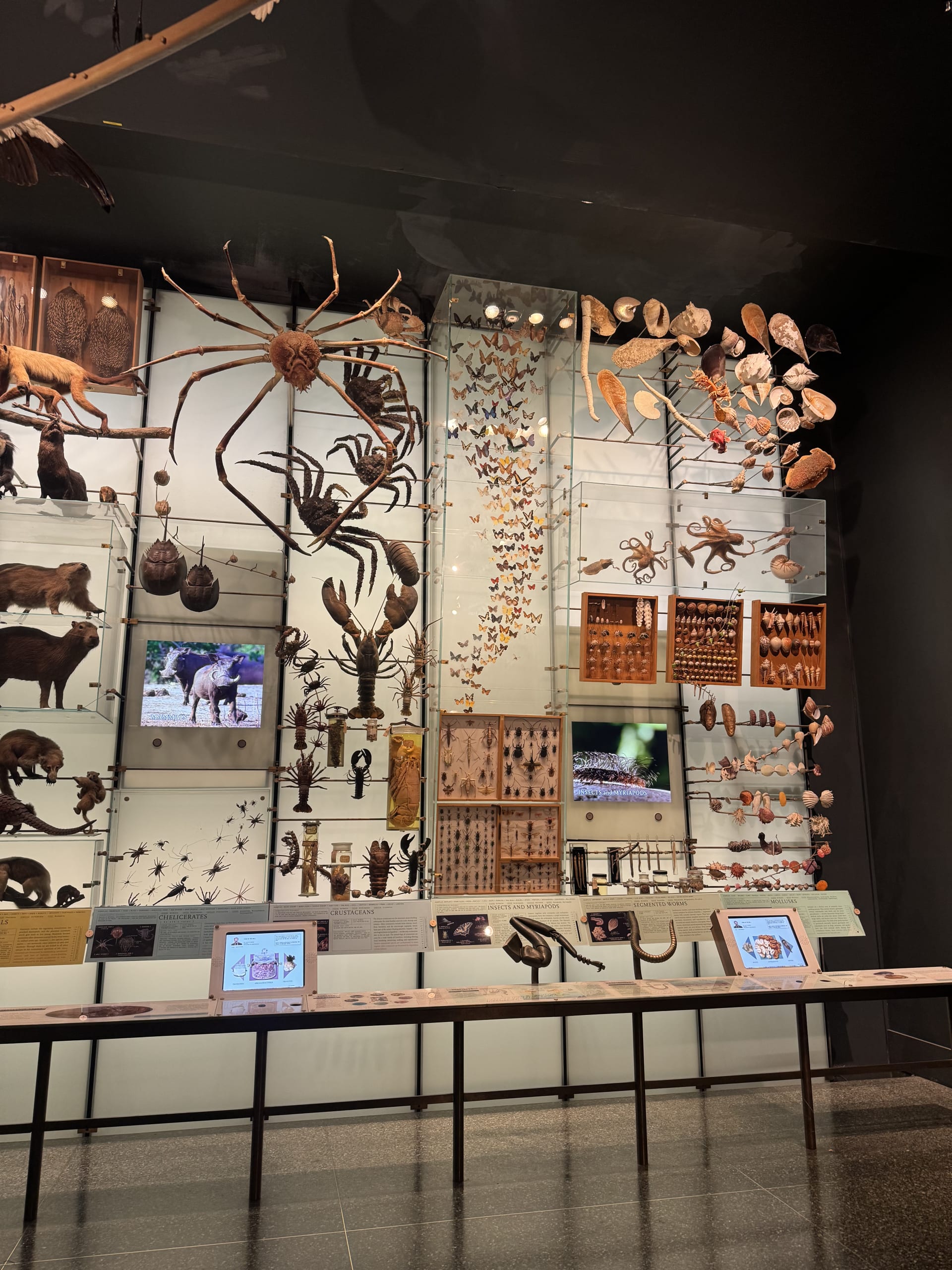 A Complete Guide to Visiting AMNH | The New York Pass®