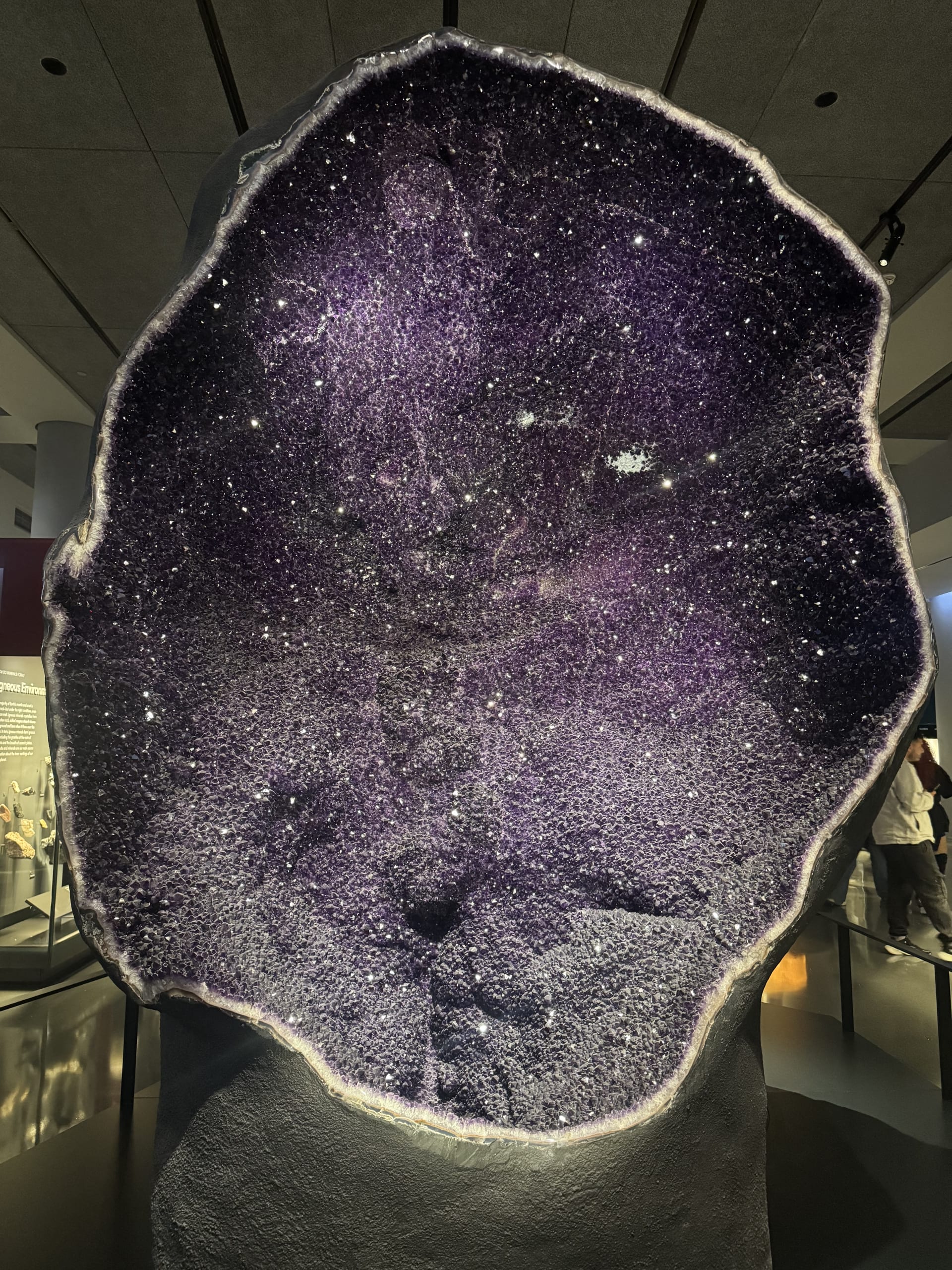 A Complete Guide to Visiting AMNH | The New York Pass®