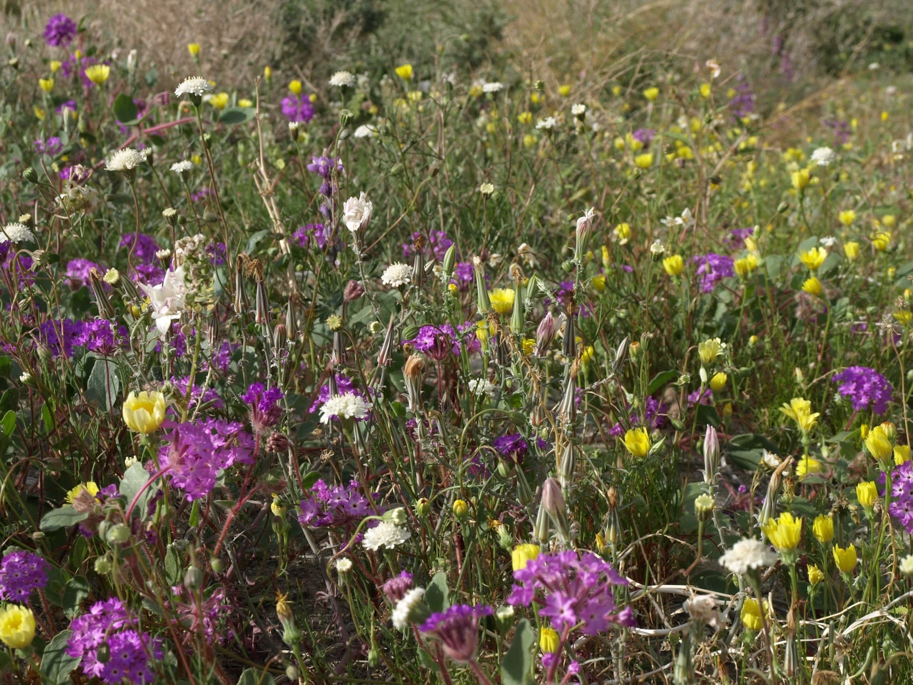 O que fazer em San Diego em março | Go City®