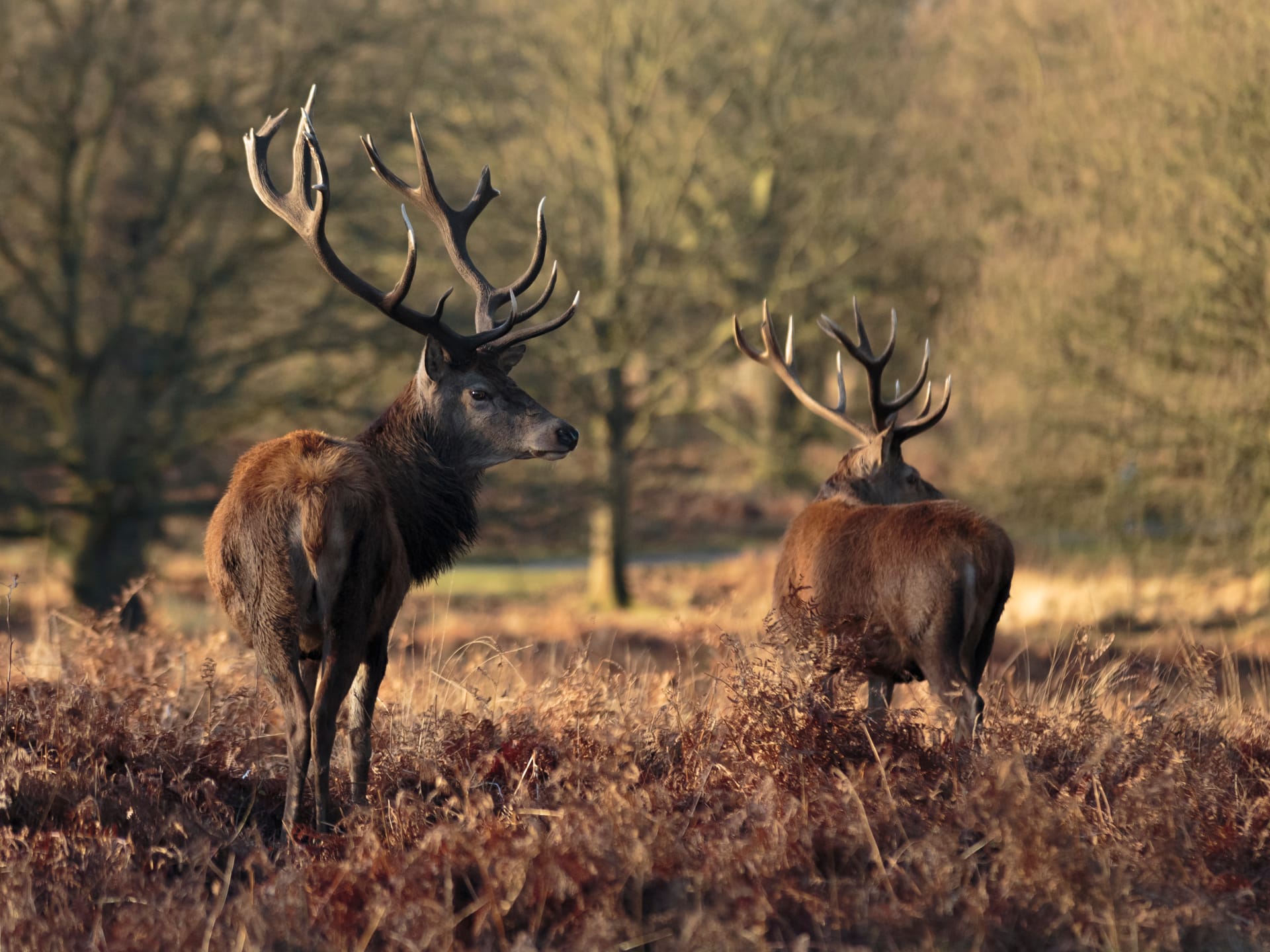 London Deer Parks: Our Favourites | The London Pass®