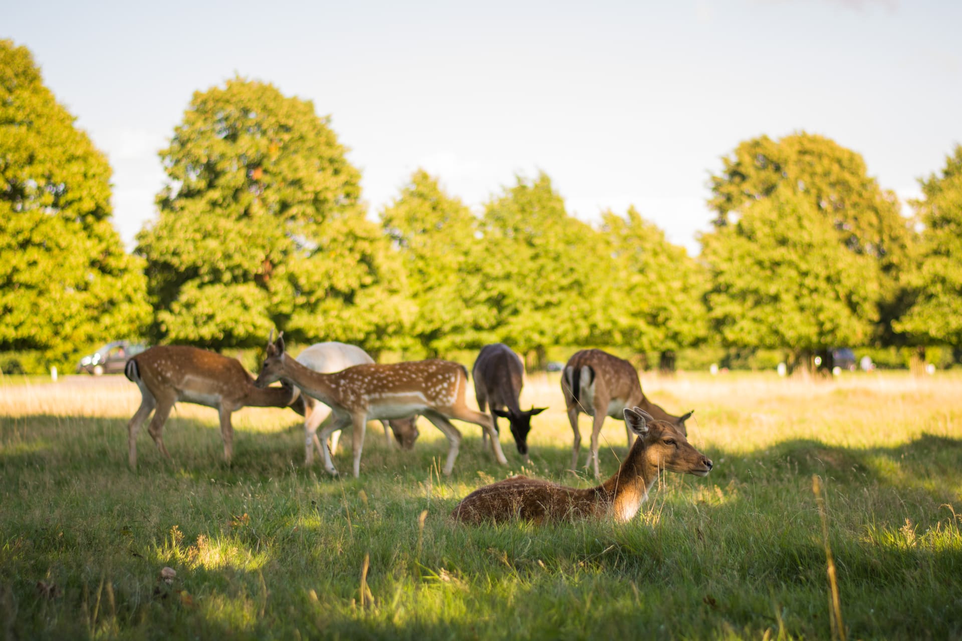 London Deer Parks: Our Favourites | The London Pass®