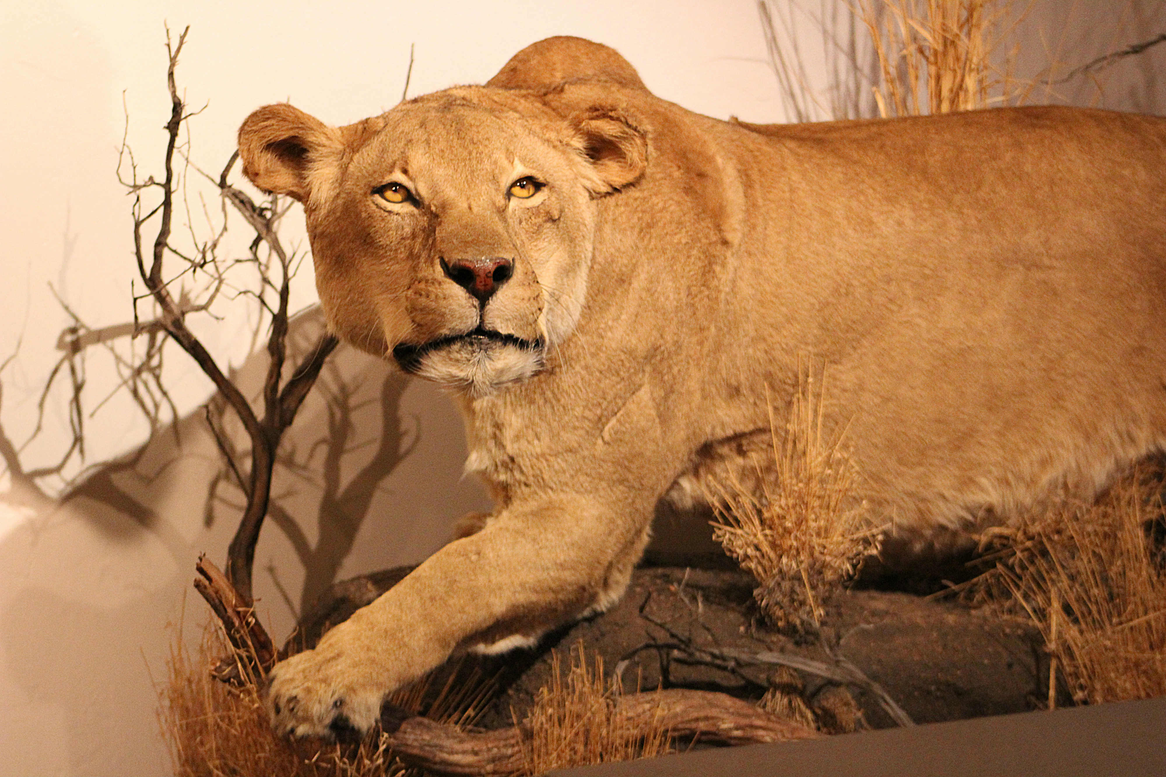 10+ Things to Do in Las Vegas During the Day - Go City