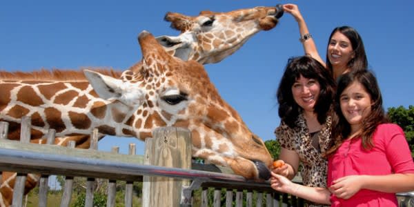 10+ Things to Do in Miami with Kids - Go City