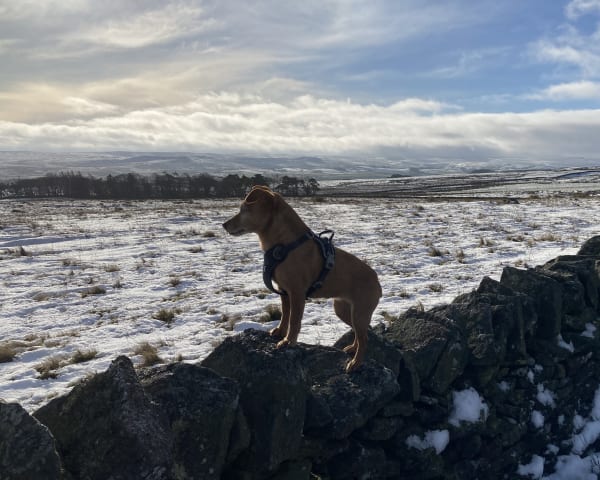 Winter Season in Teesdale | Rose & Crown Romaldkirk
