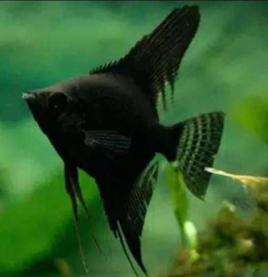Ikan Hias Manfish Black | Harga & Jual Ikan Hias Manfish Black Terbaik