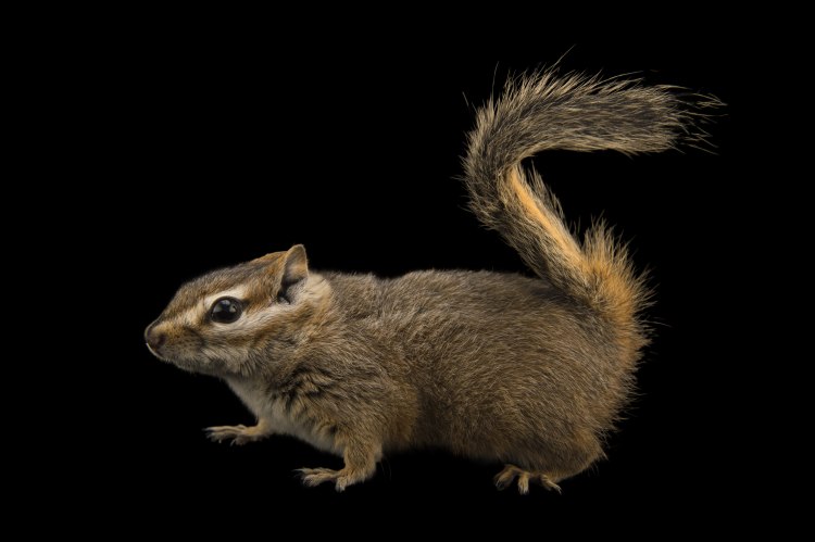 Photo Ark Home Hopi Chipmunk | National Geographic Society