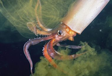 The Amazing Squid | National Geographic Society