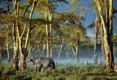 woodland | National Geographic Society