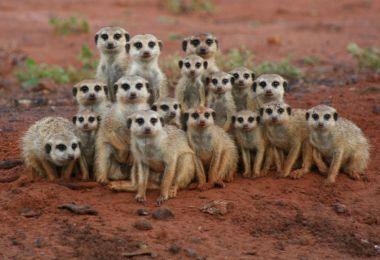 Mob Mentality | National Geographic Society