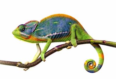 Reptiles | National Geographic Society