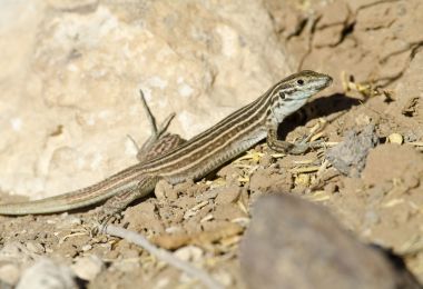 How an Asexual Lizard Procreates Alone | National Geographic Society