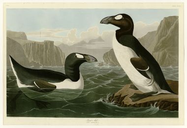 Jul 3, 1844 CE: Great Auks Become Extinct | National Geographic Society