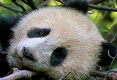 Panda Reintroduction | National Geographic Society