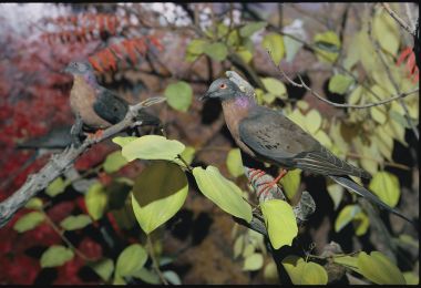 On the Brink | National Geographic Society