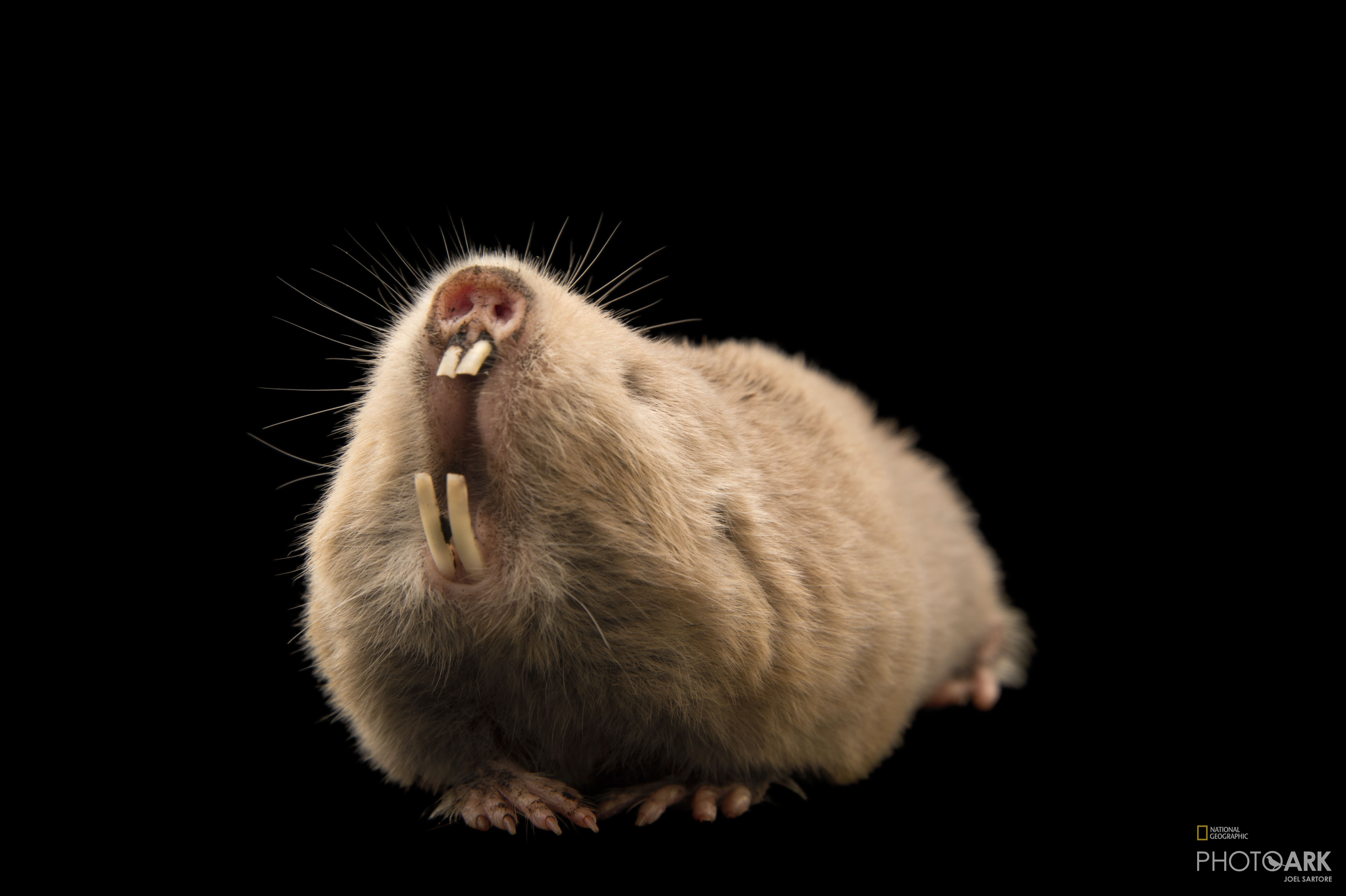 Photo Ark Home Silvery Mole Rat | National Geographic Society