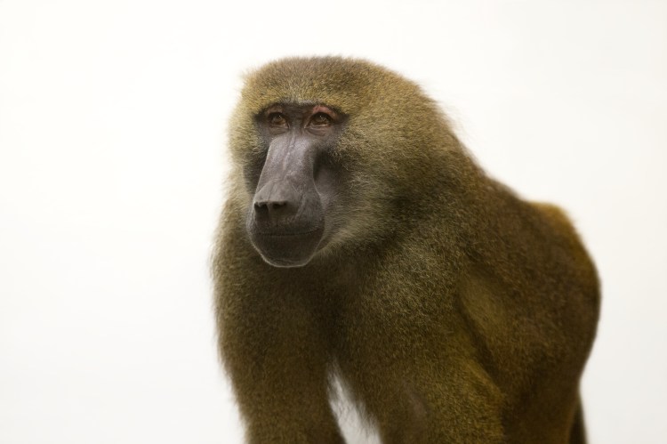 Photo Ark Home Guinea Baboon | National Geographic Society