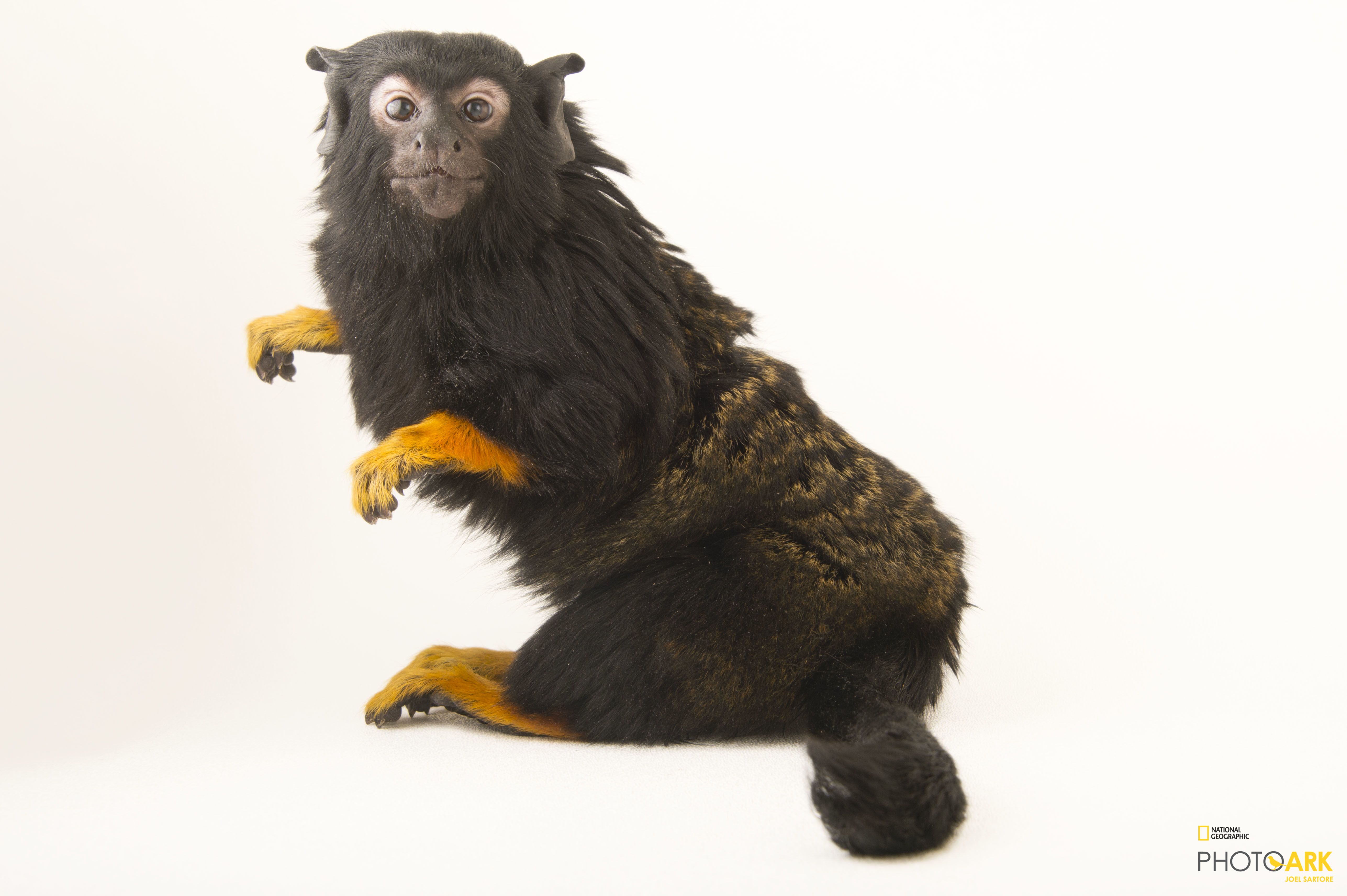 Photo Ark Home Golden-Handed Tamarin | National Geographic Society