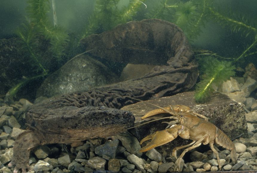 U.S. Giant Salamanders Slipping Away: Inside the Fight to Save the Hellbender | National ...
