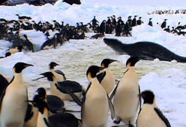 Crittercam: Fishing with Emperors | National Geographic Society