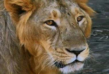 Lions of Gir | National Geographic Society