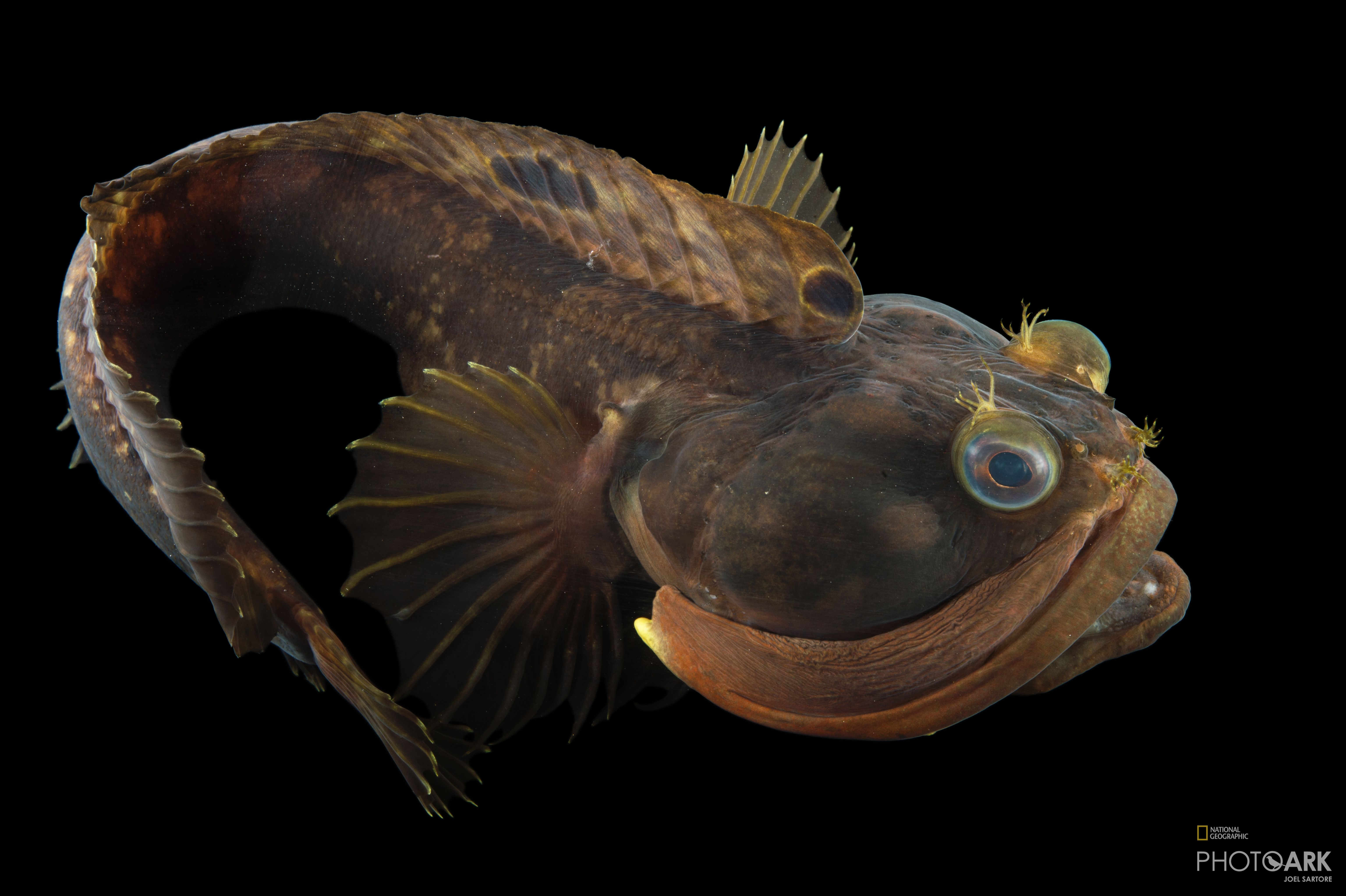 Photo Ark Home Sarcastic Fringehead | National Geographic Society