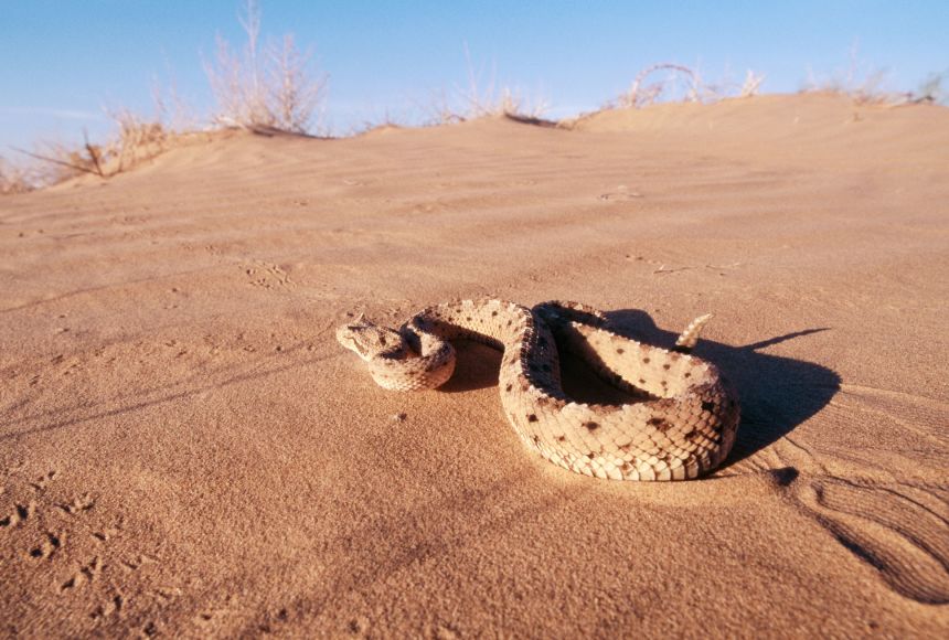 Abiotic Factors | National Geographic Society