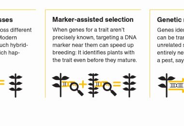 Breeding a Better Crop | National Geographic Society