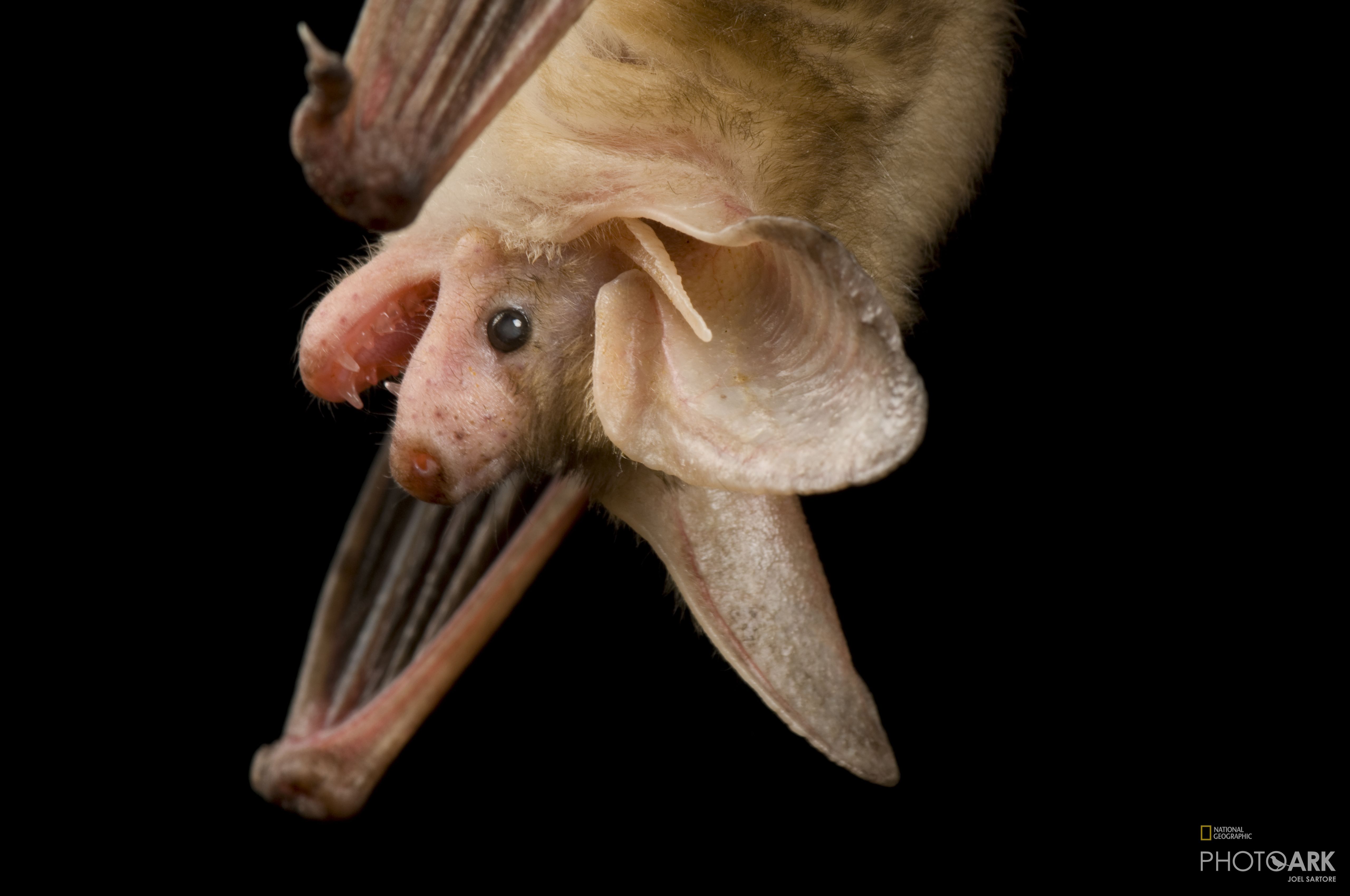 Photo Ark Home Pallid Bat | National Geographic Society