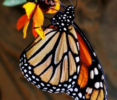 Interact with Animals | National Geographic Society