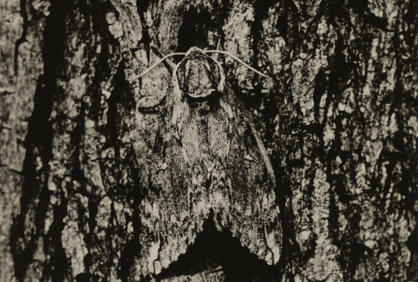 Genetic Variation | National Geographic Society