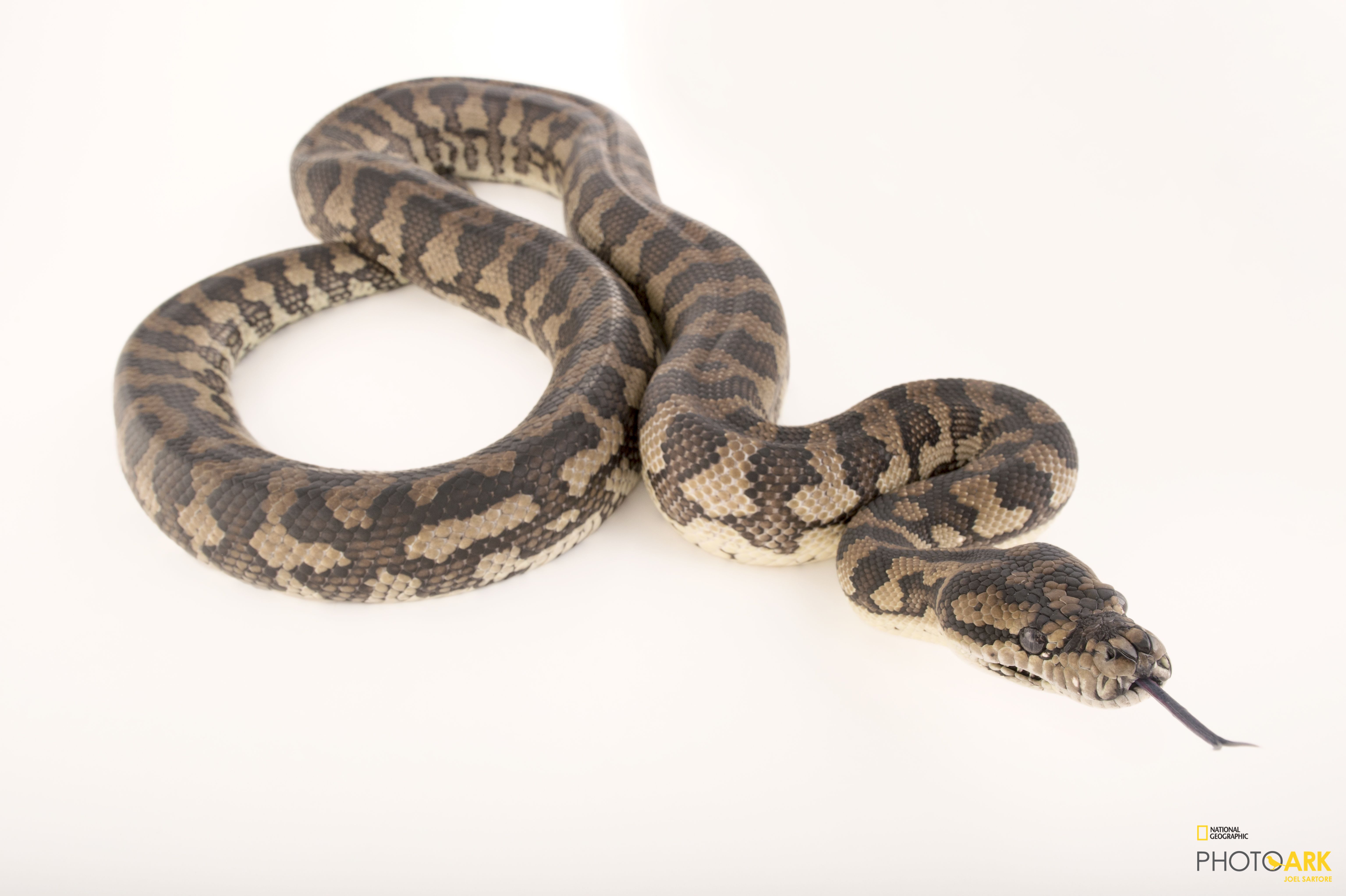 Carpet Pythons Usa - Carpet Vidalondon