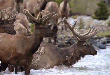 Yellowstone's Great Migration | National Geographic Society