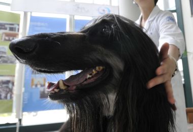 We Can Clone Pet Dogs – But is that a Good Idea? | National Geographic ...