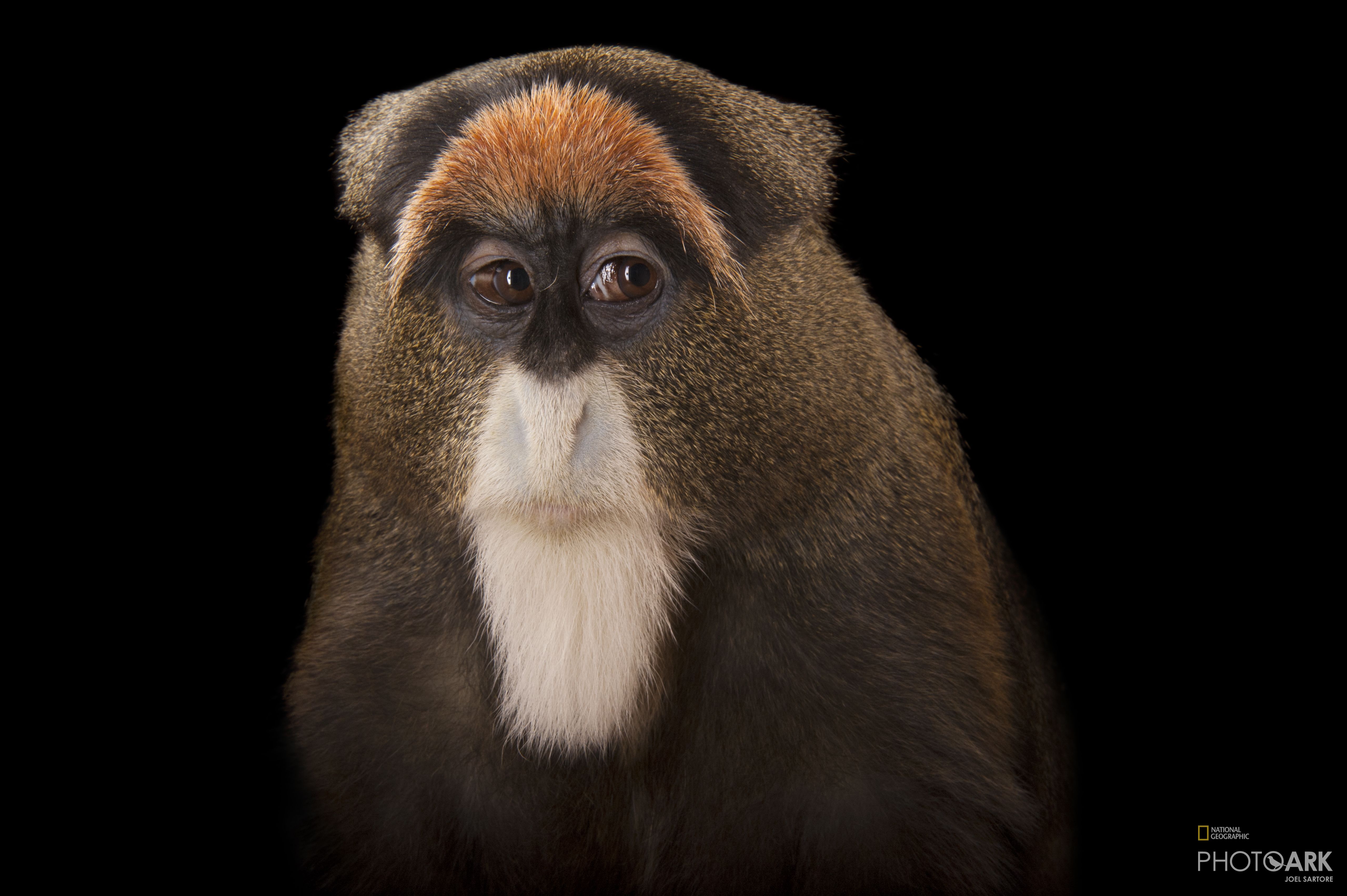 Photo Ark Home De Brazza's Monkey | National Geographic Society