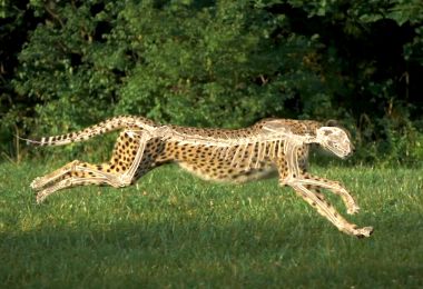 Cheetah Speed | National Geographic Society